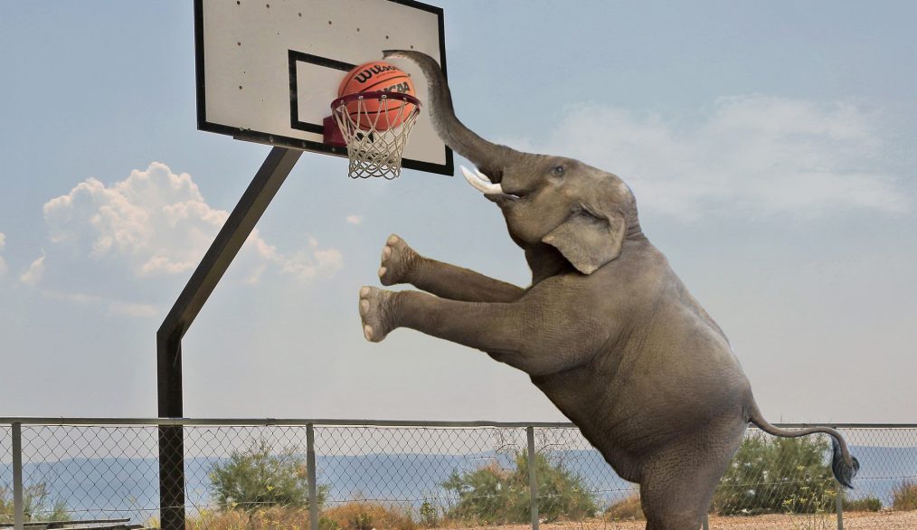 #29 Elephant days, snow days and rain days | British School Muscat